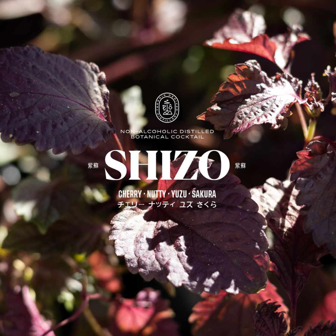 Shizo - Non-Alcoholic Ready-to-Drink Botanical Cocktail | Bôtan – Bôtan ...