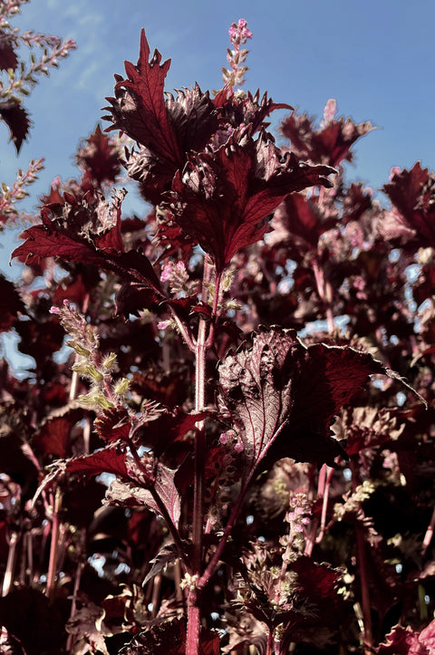Shizo - Non-Alcoholic Ready-to-Drink Botanical Cocktail | Bôtan – Bôtan ...