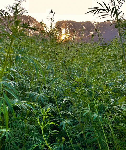 Bôtan Distillery - Non Alcoholic Distillery